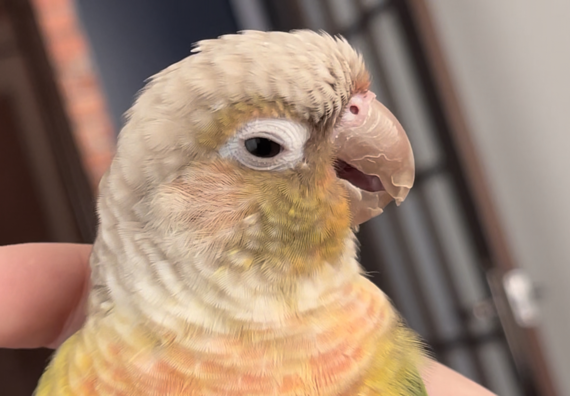 インコのくちばしがひび割れする原因は〇〇が不足!改善方法を3つ紹介! ウロコインコ Com
